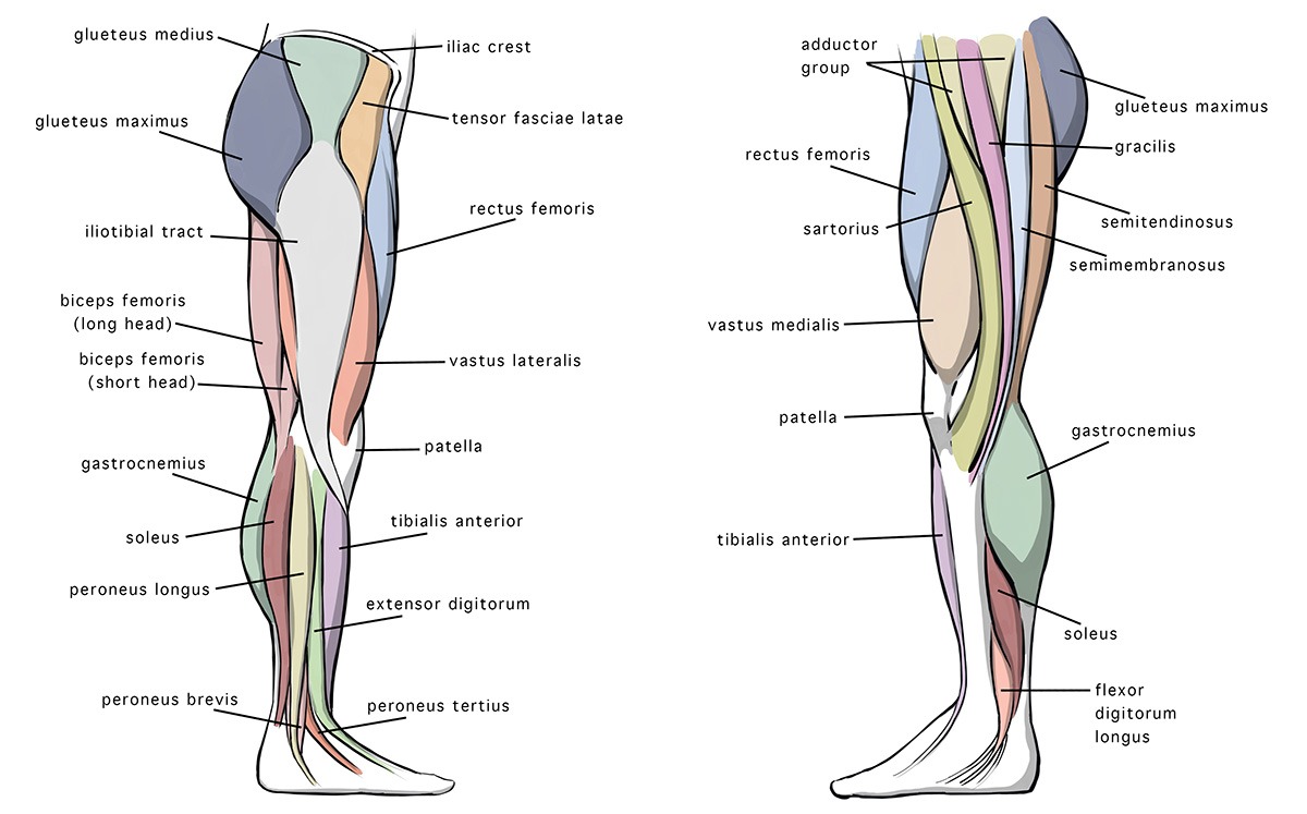 Muscles Of The Leg Anterior Lateral Posterior 55 OFF Muscles Of The Leg Anterior Lateral Posterior 55 OFF