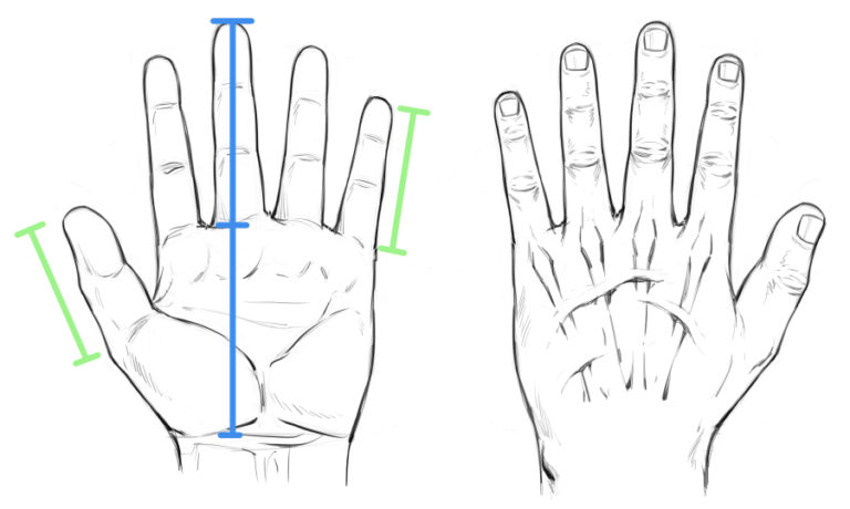 How to Draw Hands - Step by Step - Art Files + Videos
