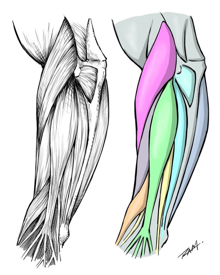 How to Draw Better Anatomy with Simple Steps - Ram Studios Comics